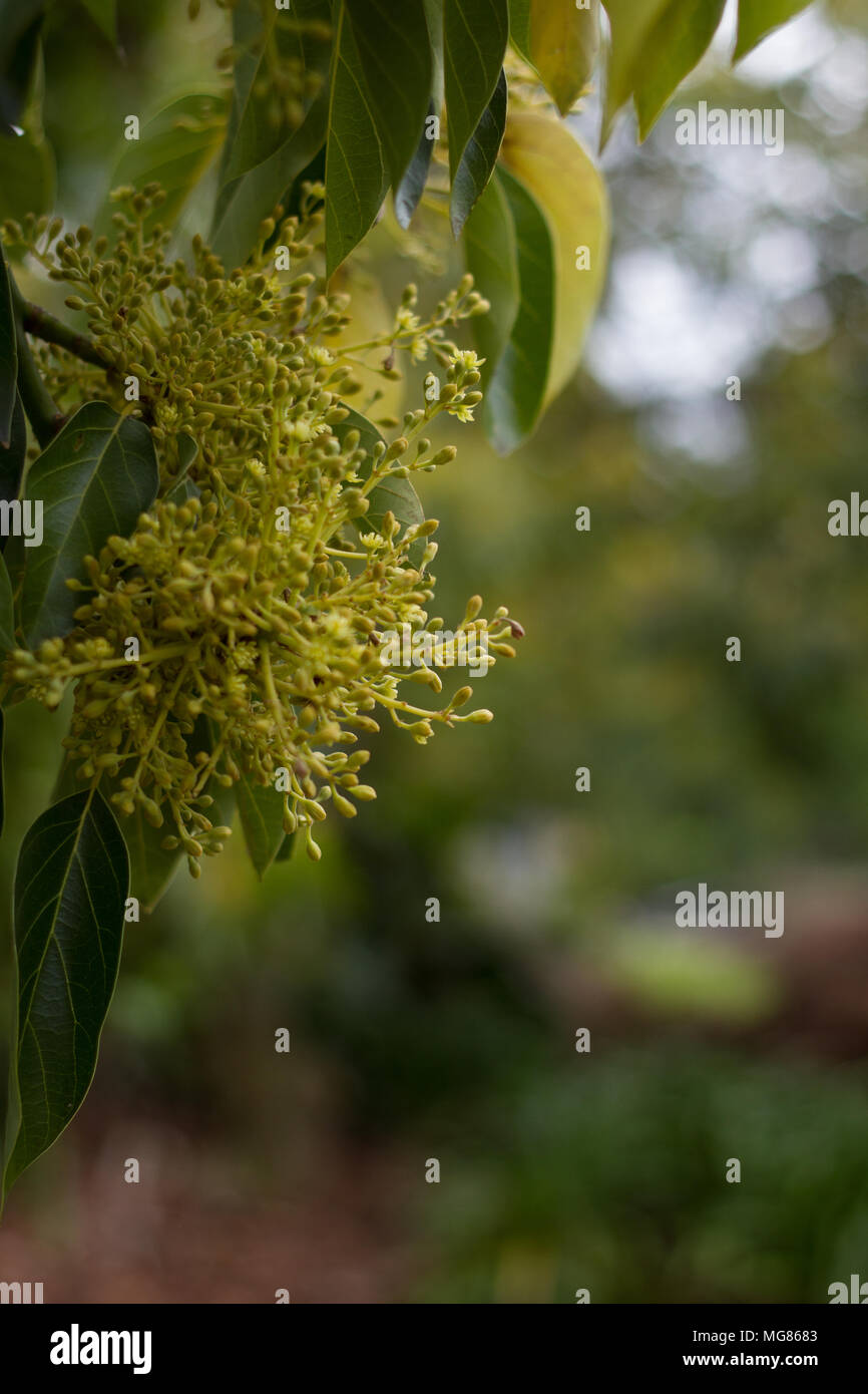 Avocado trees in flower at pollination time Stock Photo - Alamy