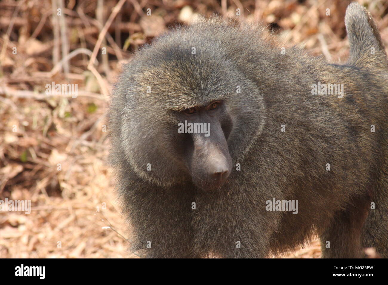 Individual Olive baboon in Tarangire National Park Stock Photo - Alamy