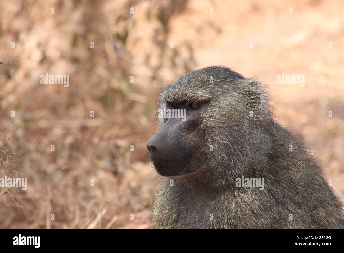 Hairy hairless dog hi-res stock photography and images - Alamy