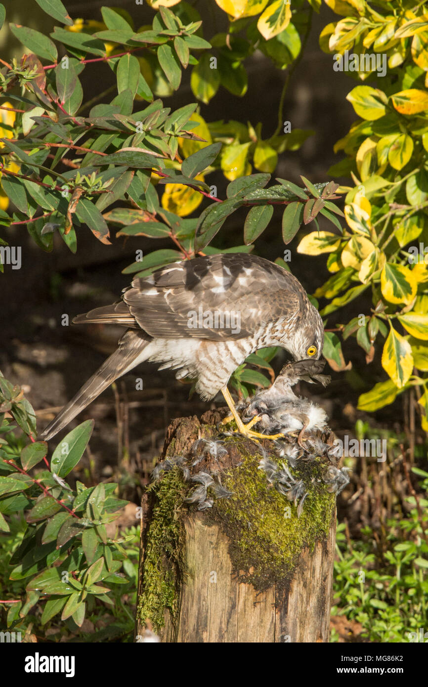 Sparrow Hawk, Sparrowhawk, Accipiter nisus, plucking, eating a sparrow ...