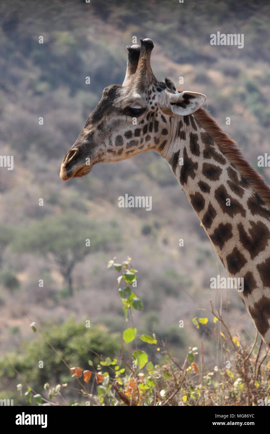 The head and neck of a giraffe Stock Photo - Alamy