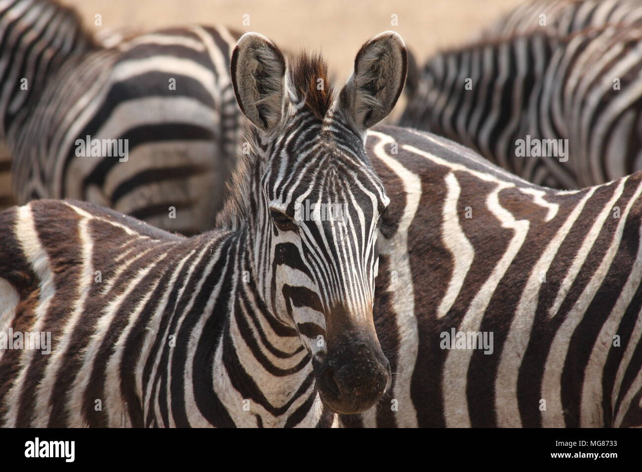 Common Zebra patterns in black and white Stock Photo - Alamy