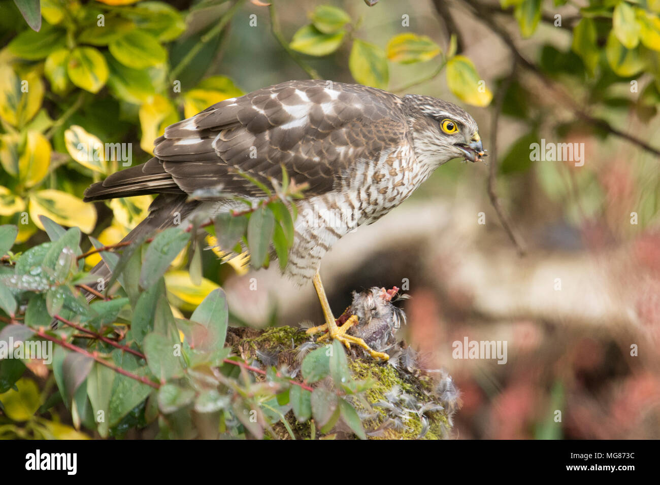 Sparrow Hawk, Sparrowhawk, Accipiter nisus, plucking, eating a sparrow ...