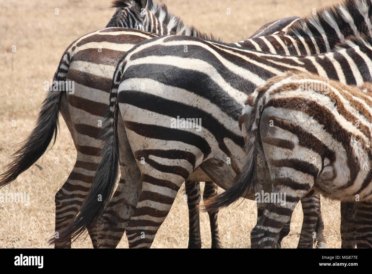 Common Zebra butts, patterns in black white and brown - a difference in ...