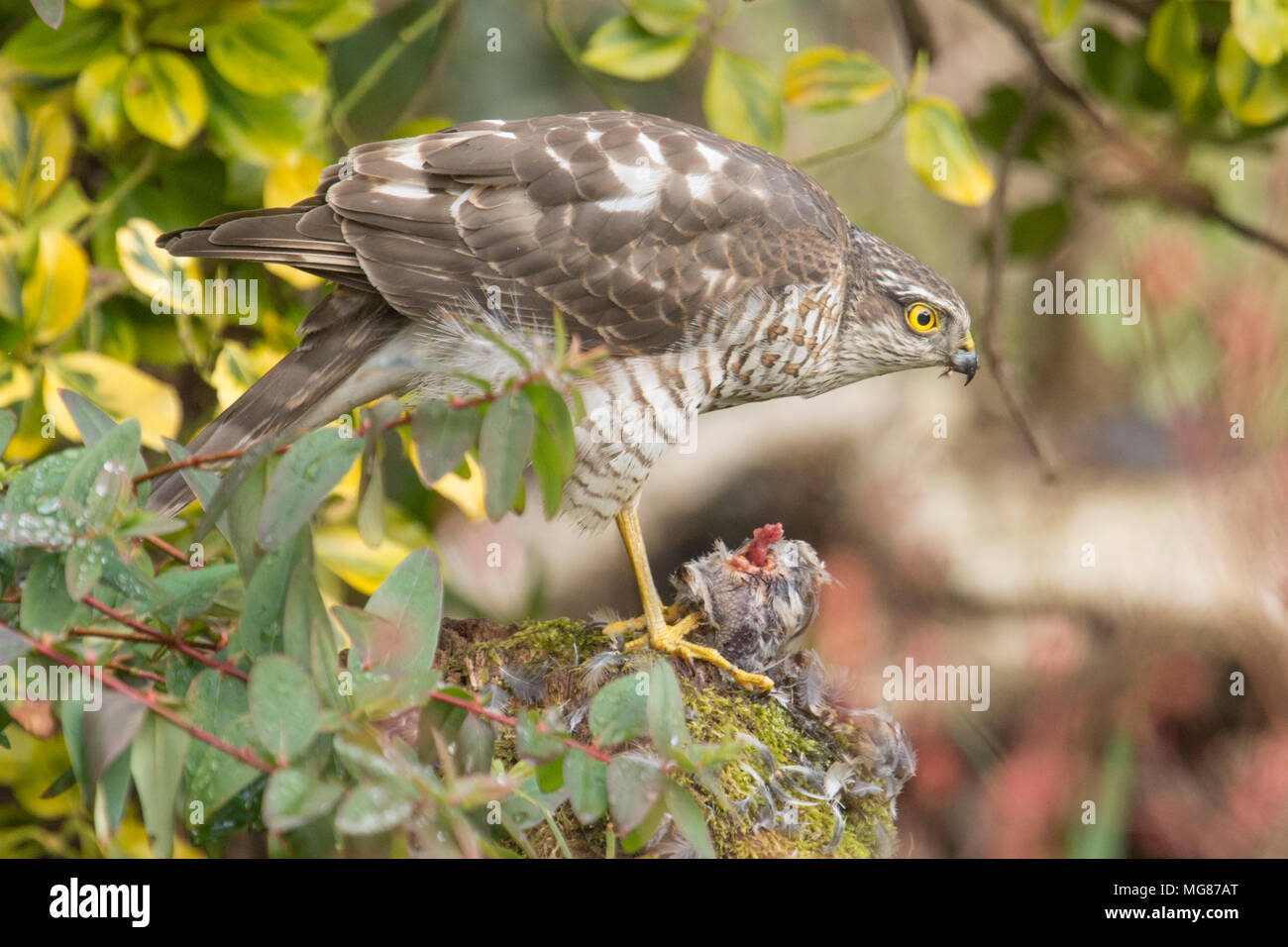 Sparrow Hawk, Sparrowhawk, Accipiter nisus, plucking, eating a sparrow ...