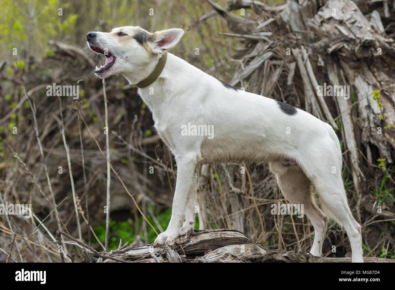 Cross-breed of hunting and northern dog standing on a root of fallen ...