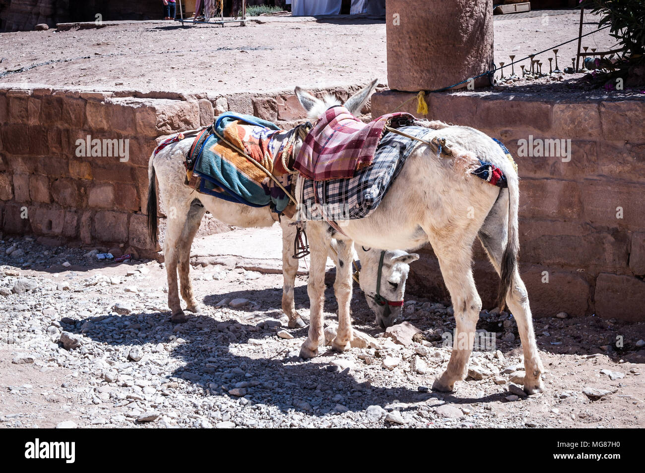 Donkeys in Petra (Rose City), Jordan. The city of Petra was lost for ...