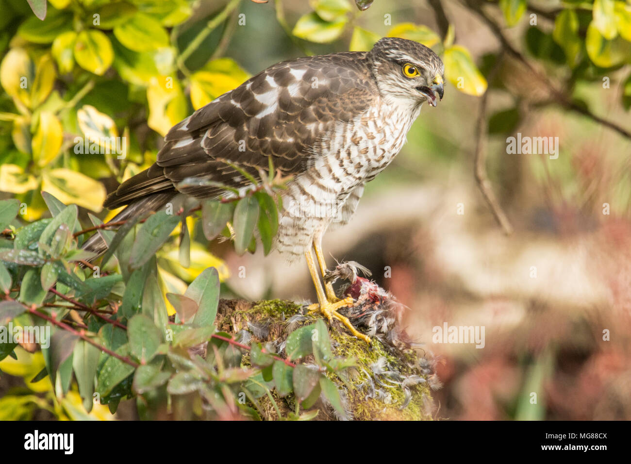 Sparrow Hawk, Sparrowhawk, Accipiter nisus, plucking, eating a sparrow ...