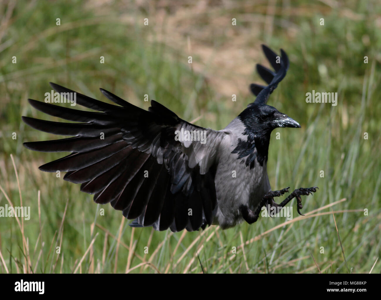 Greycrow hi-res stock photography and images - Alamy