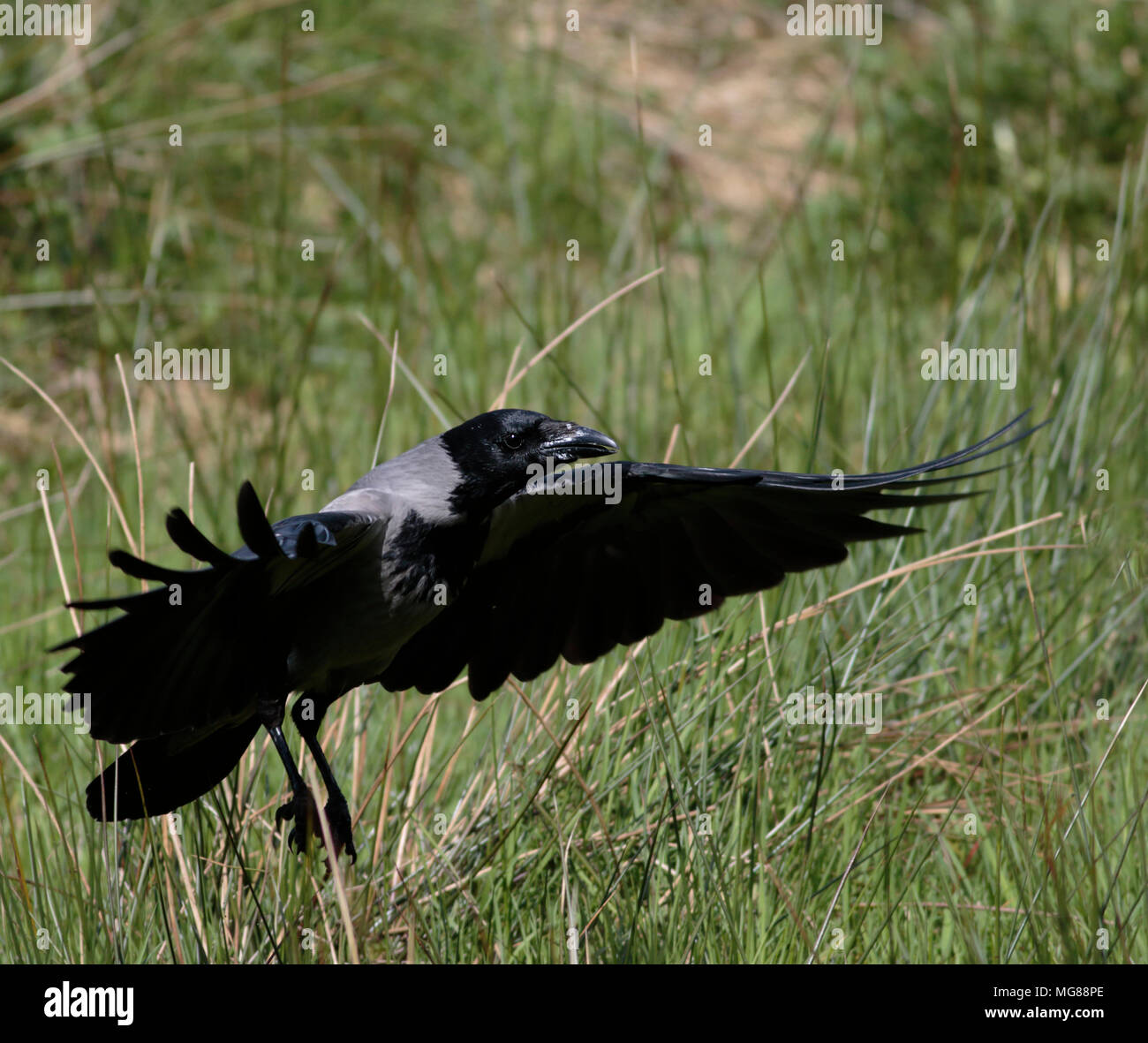 Greycrow High Resolution Stock Photography and Images - Alamy