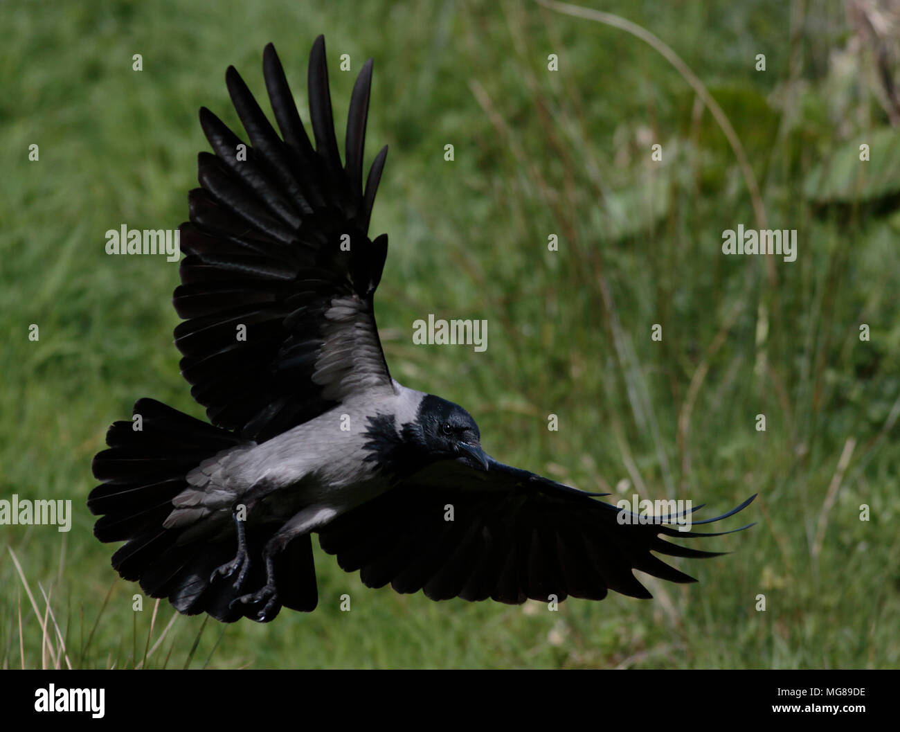 Greycrow hi-res stock photography and images - Alamy
