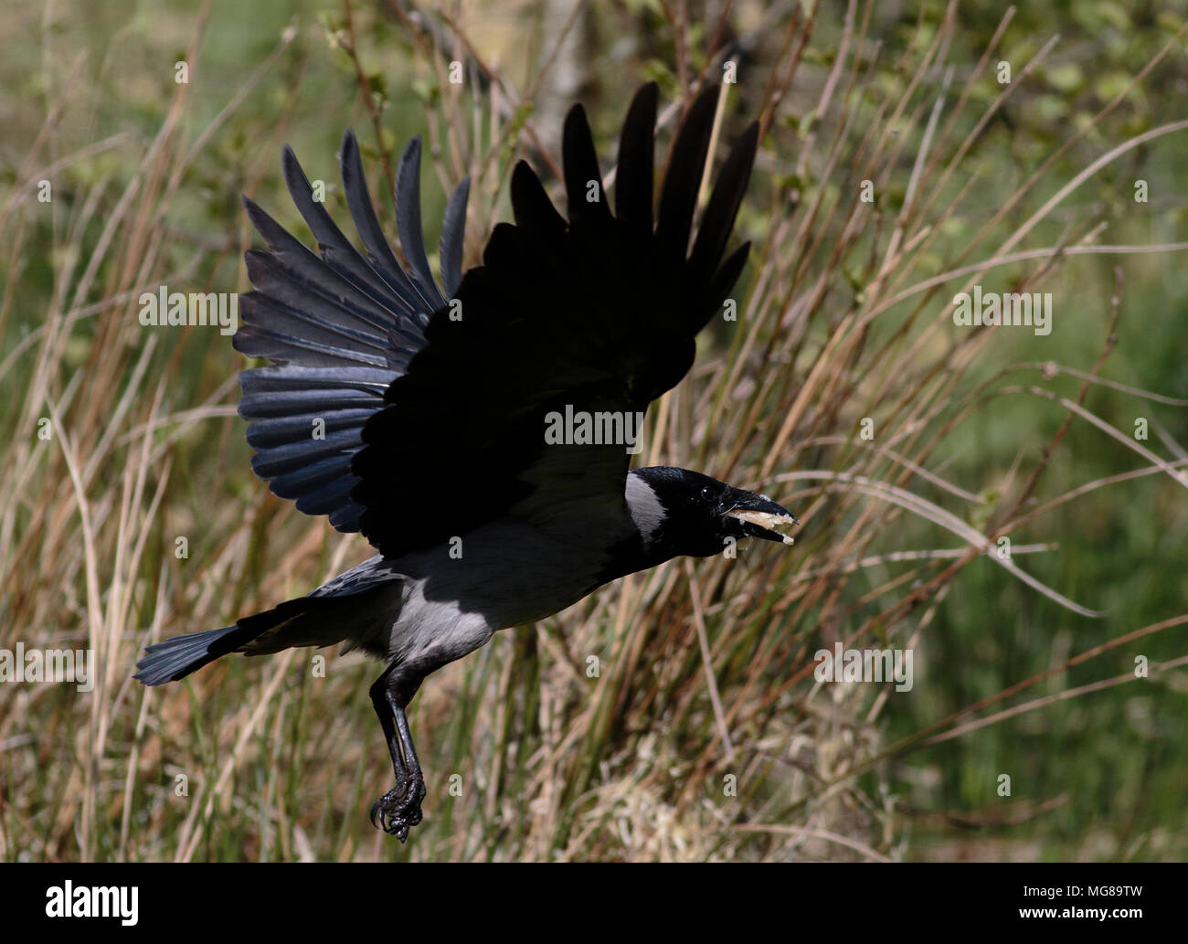 Greycrow hi-res stock photography and images - Alamy