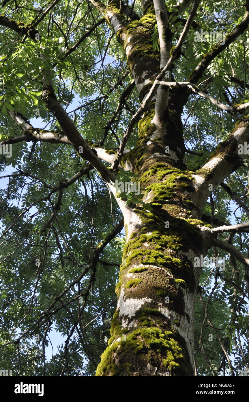 Tree trunk from below with leaves hi-res stock photography and images ...