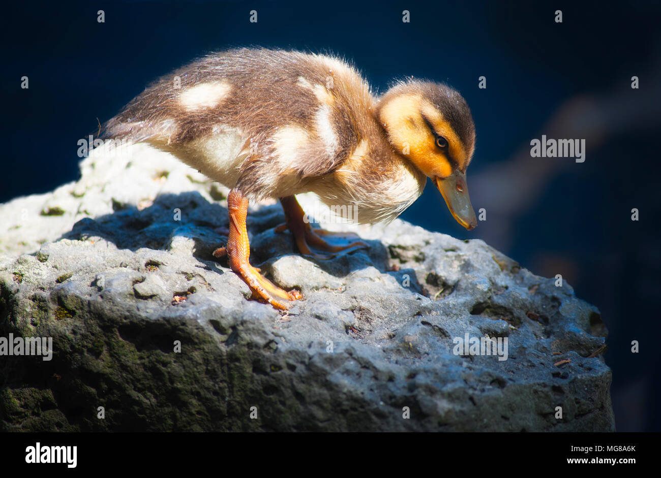 Spotted goose hi-res stock photography and images - Alamy