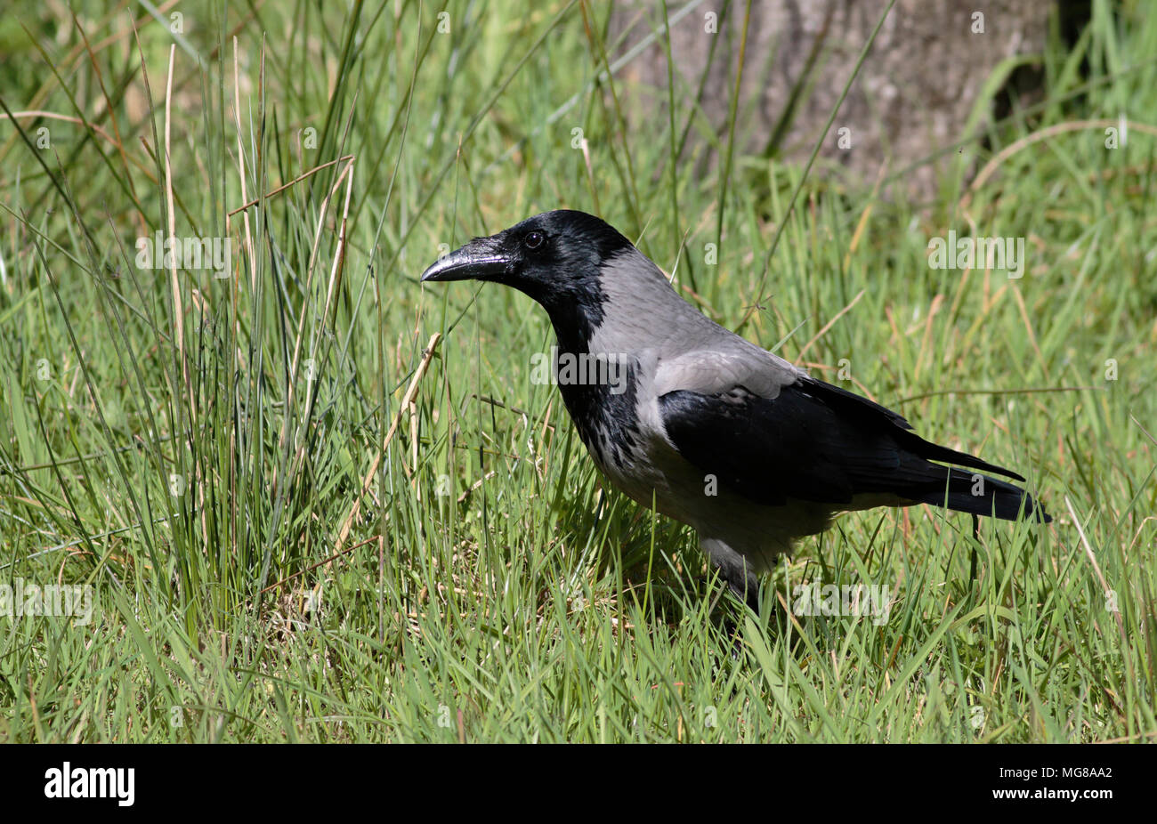 Greycrow hi-res stock photography and images - Alamy