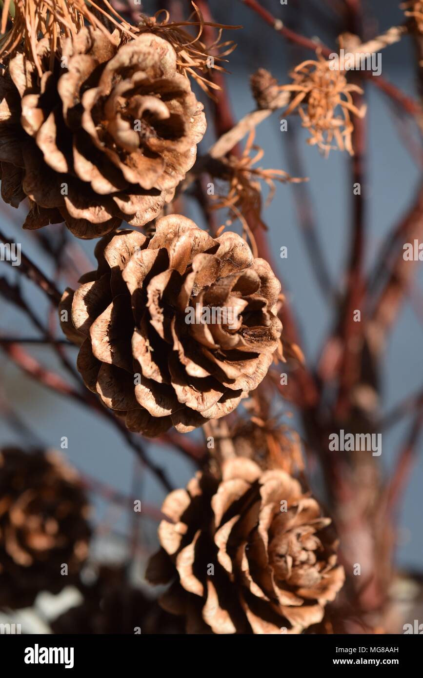 Cones cover hi-res stock photography and images - Alamy