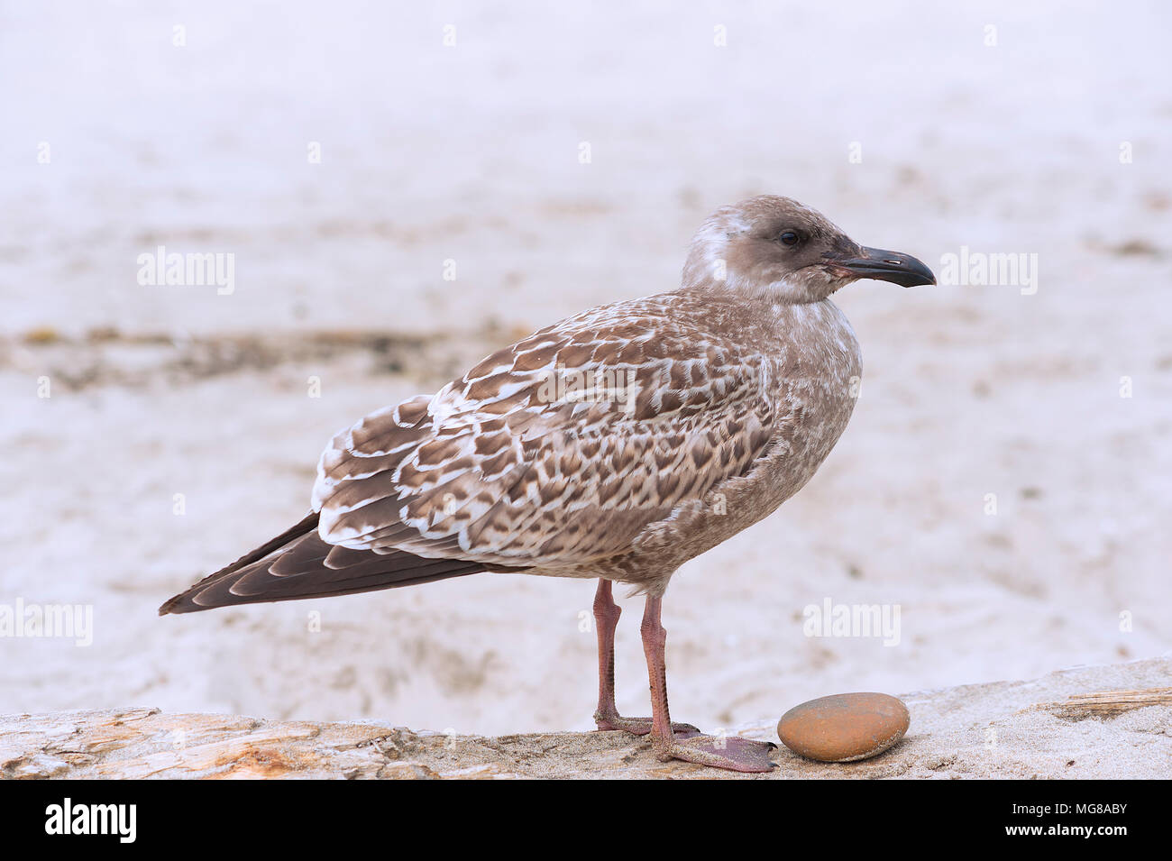 Seagull feet hi-res stock photography and images - Alamy