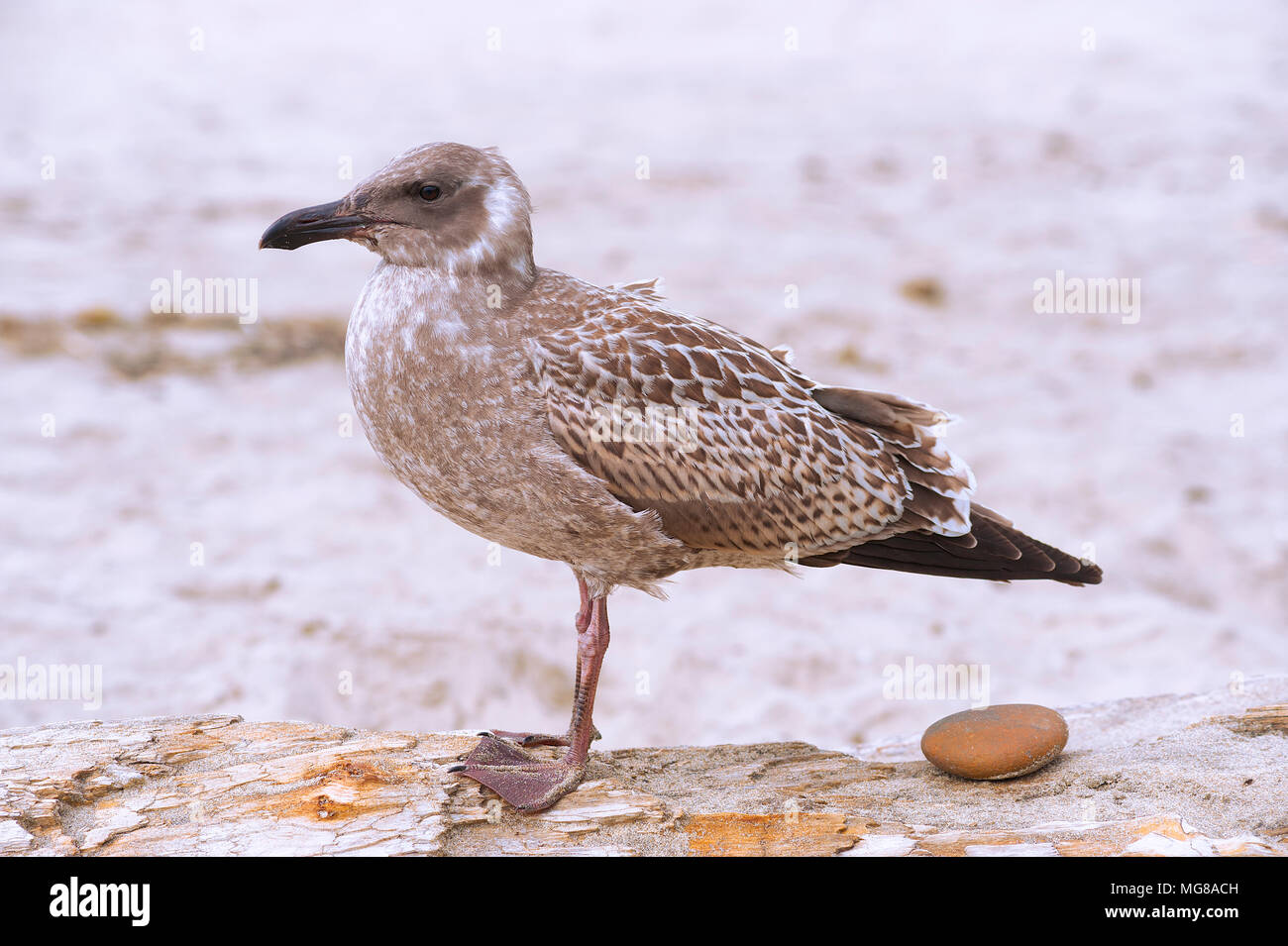 Sand feathers hi-res stock photography and images - Alamy