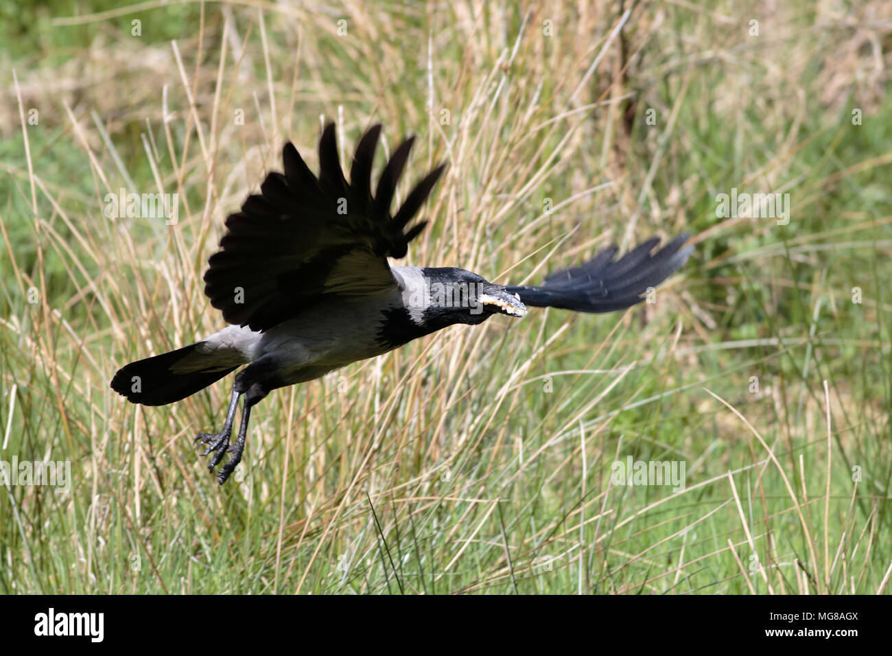 Greycrow hi-res stock photography and images - Alamy