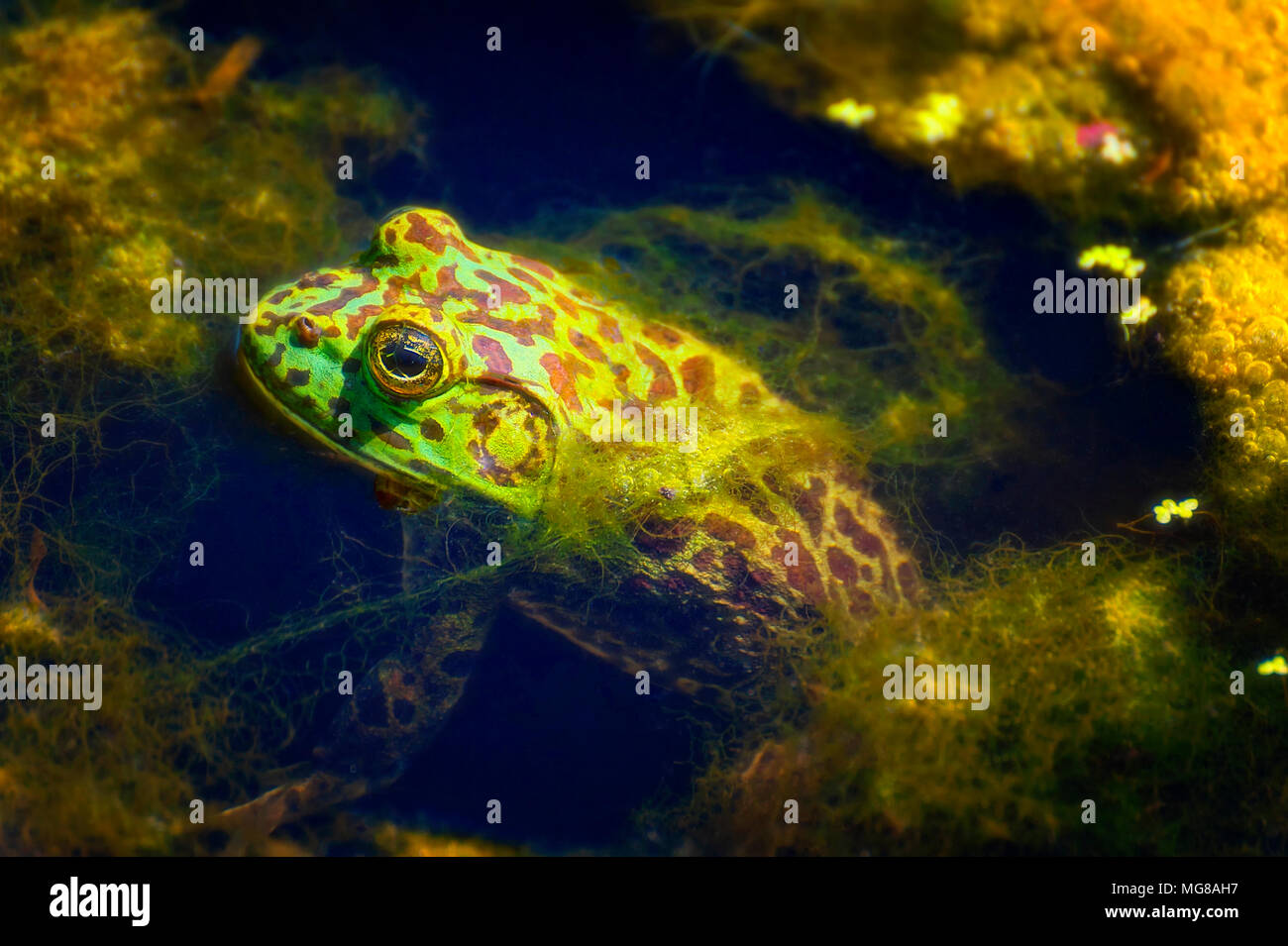 Bullfrog sits head eyes hi-res stock photography and images - Alamy