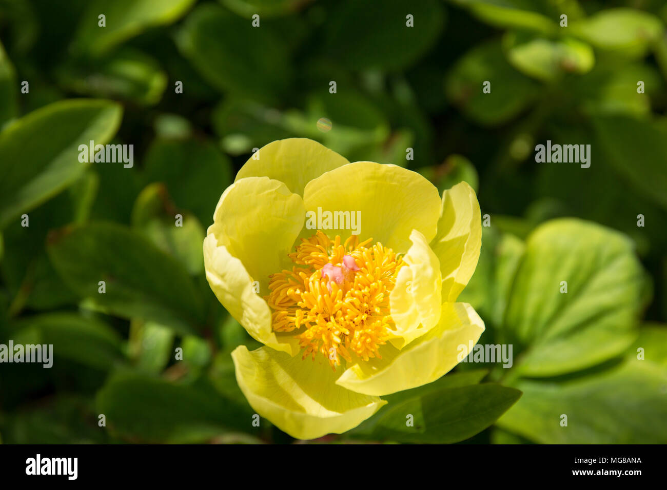 Rare Yellow Peony Stock Photo - Alamy