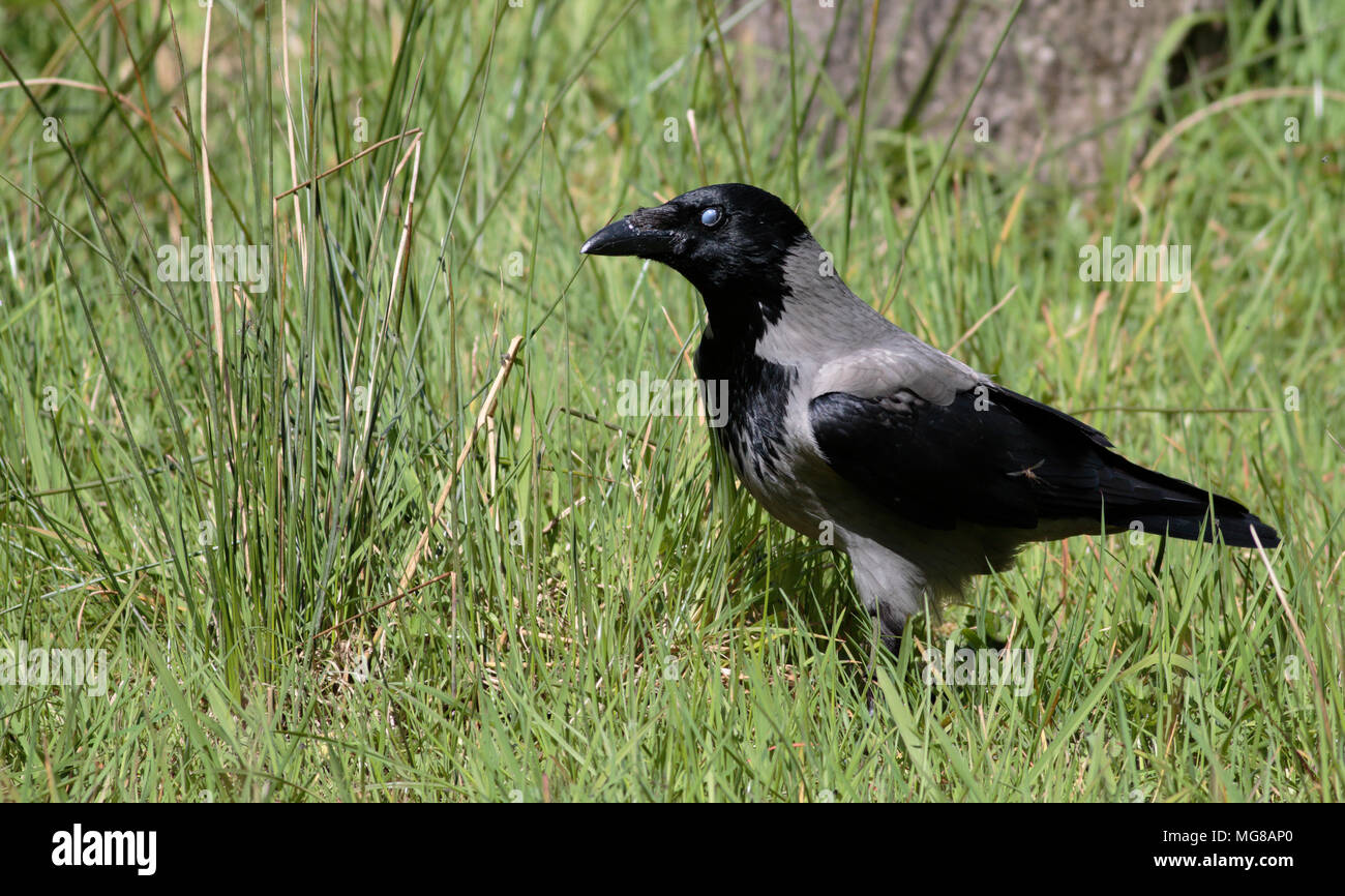 Greycrow hi-res stock photography and images - Alamy
