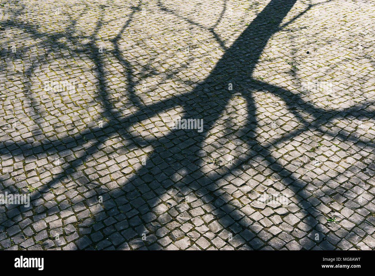 Shadow of bare tree on cobblestone floor Stock Photo - Alamy