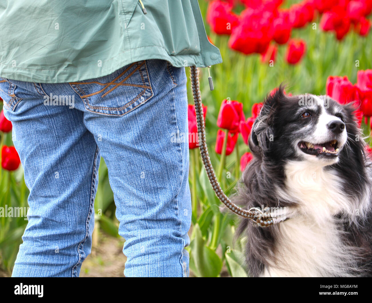 American Collies High Resolution Stock Photography and Images - Alamy