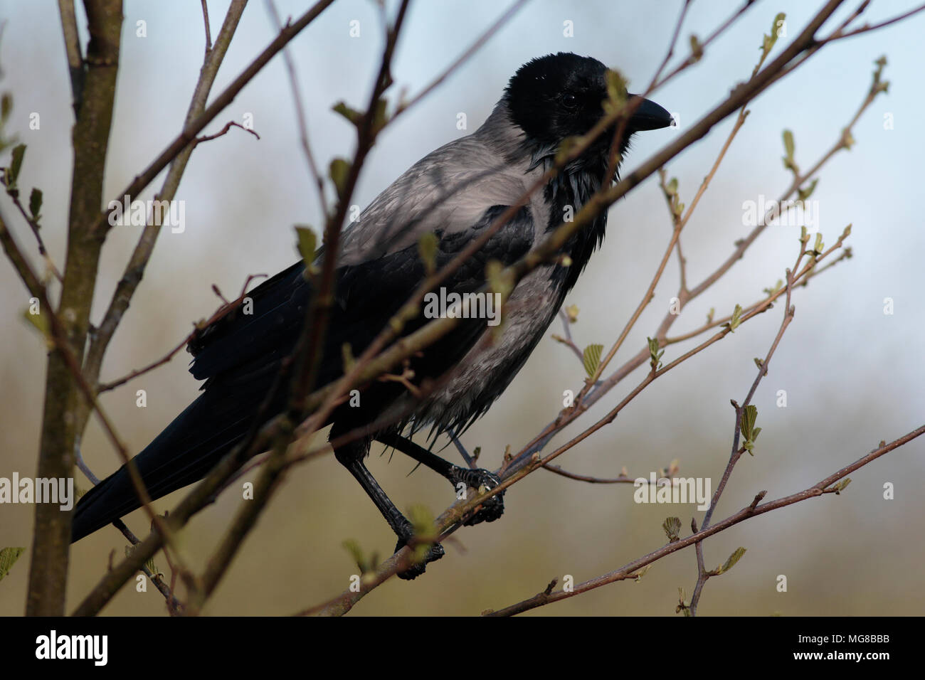 Greycrow hi-res stock photography and images - Alamy