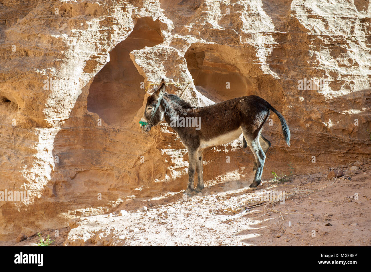 Donkey near the rock Stock Photo - Alamy