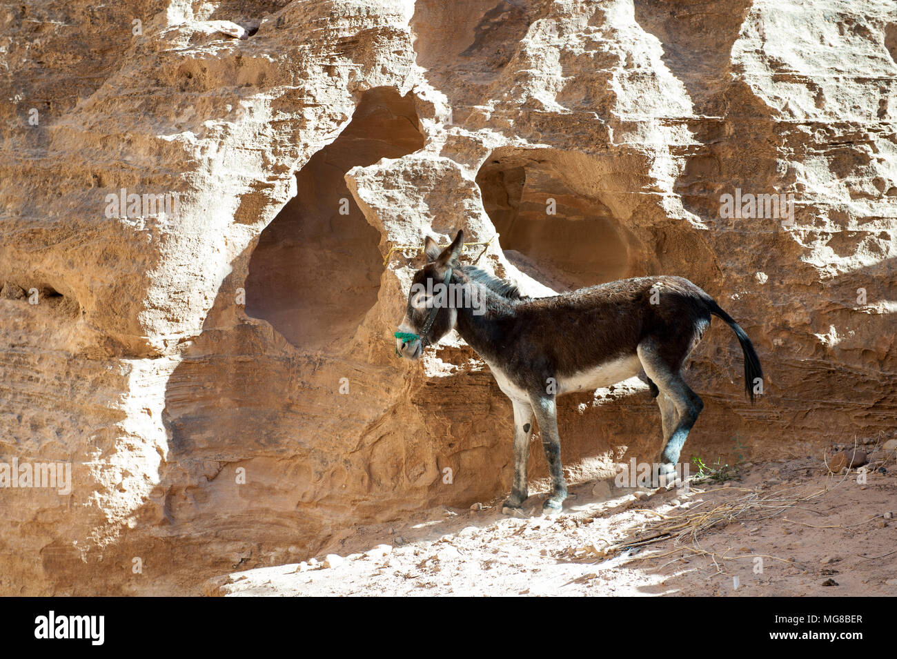 Donkey near the rock Stock Photo - Alamy