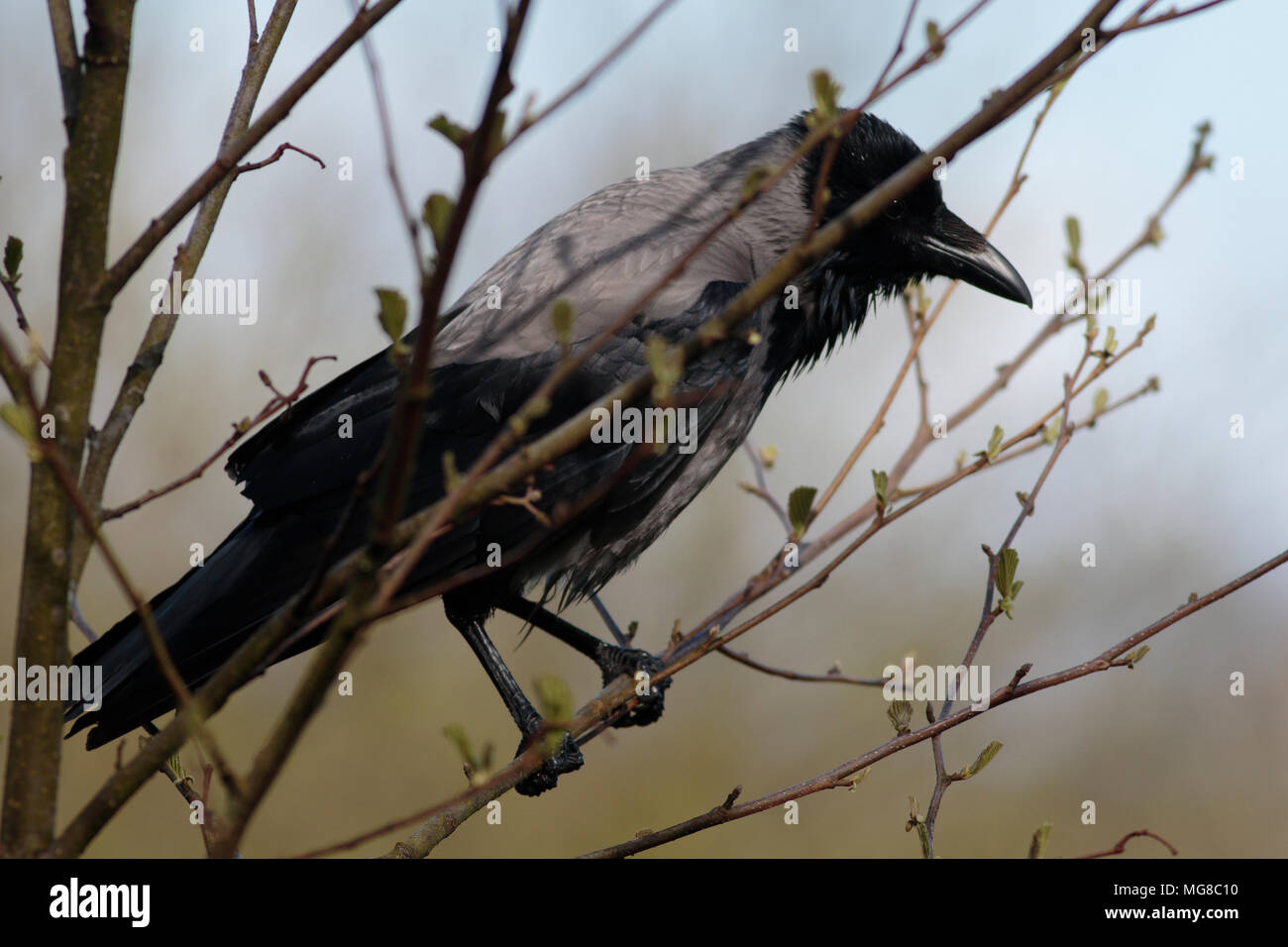 Greycrow hi-res stock photography and images - Alamy