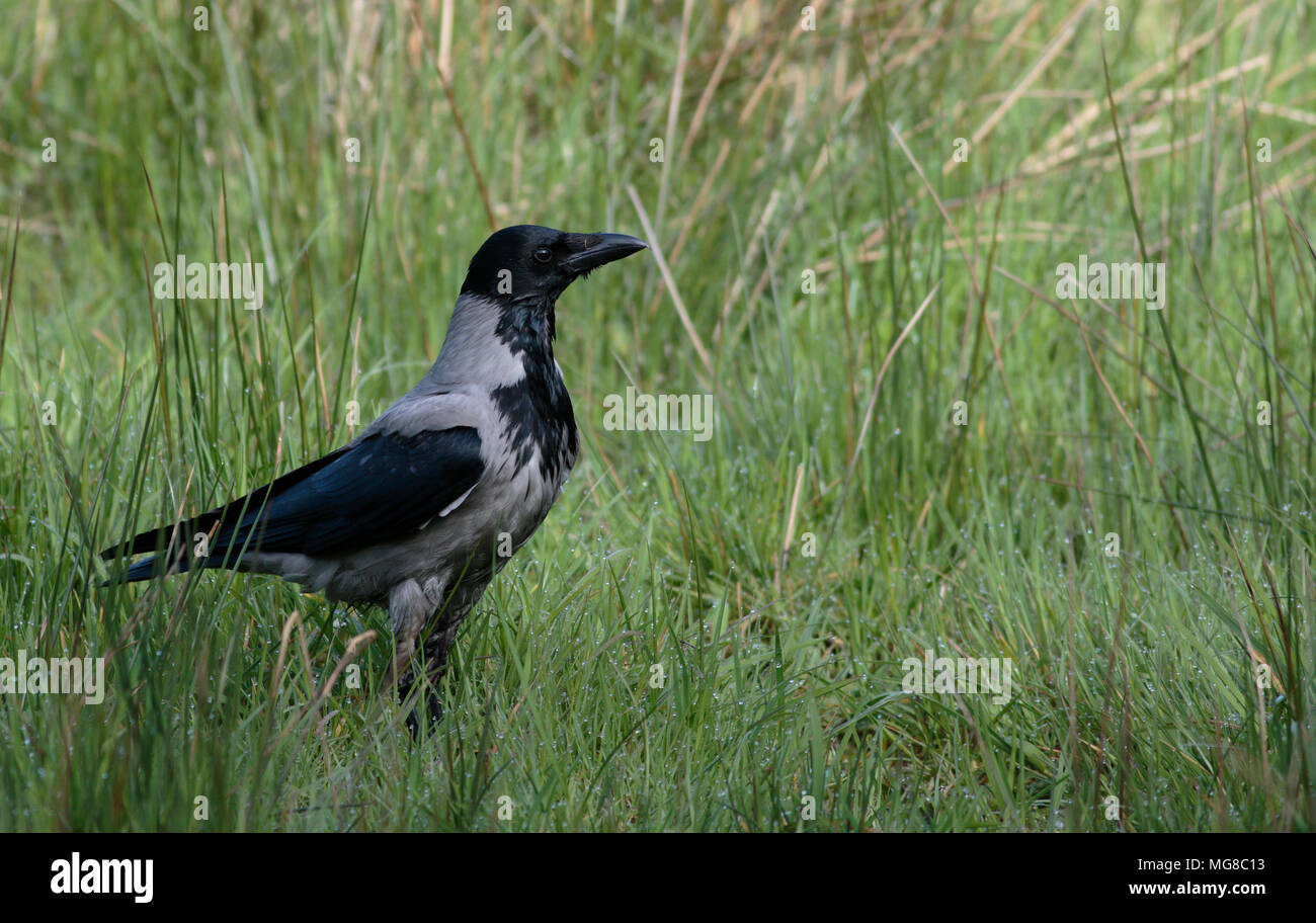 Greycrow hi-res stock photography and images - Alamy