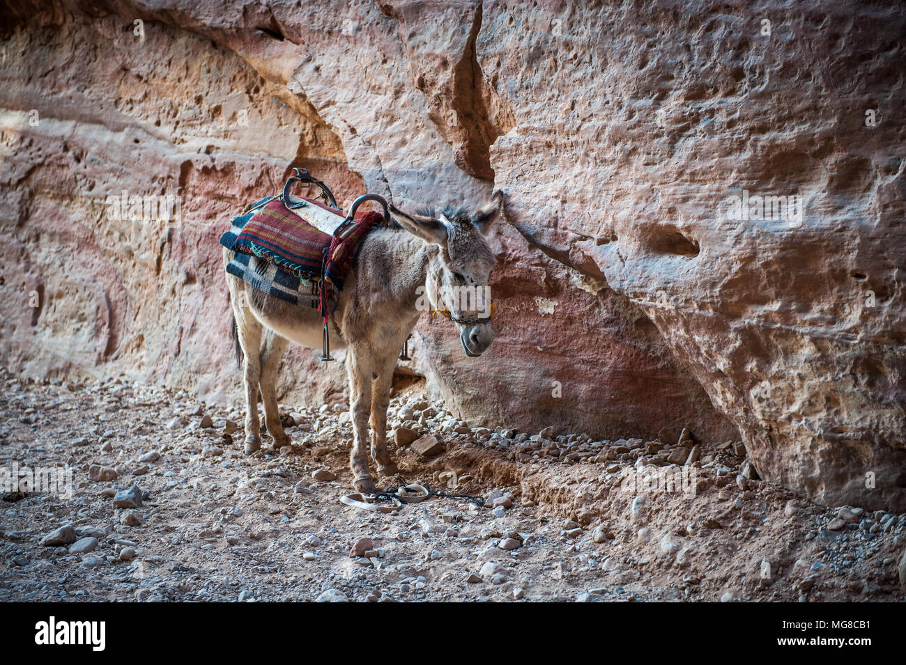 Donkey near the rock Stock Photo - Alamy
