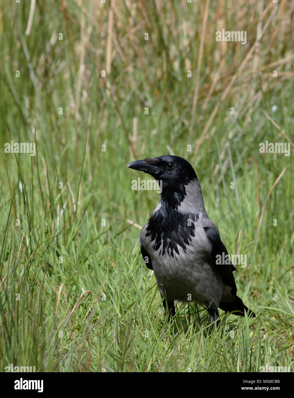 Hooded crows feeding hi-res stock photography and images - Alamy