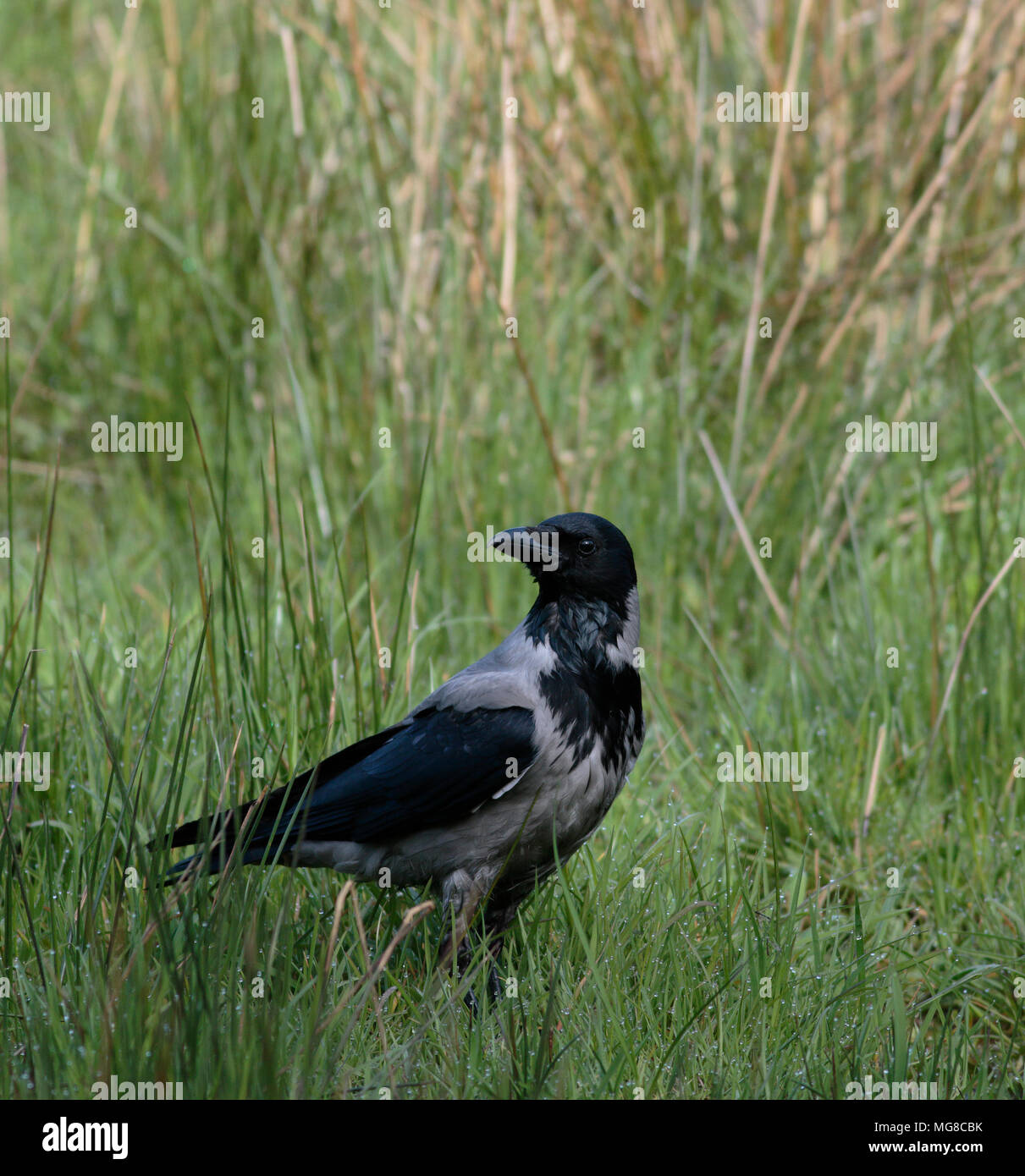 Greycrow hi-res stock photography and images - Alamy