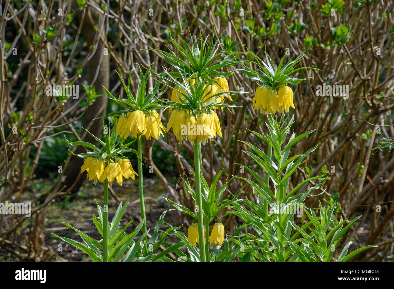 Yellow Crown Imperial Lily flower (Fritillaria Imperialis Lutea Stock ...