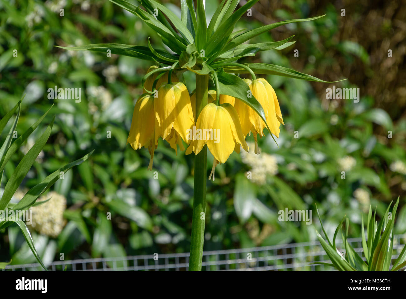 Yellow Crown Imperial Lily flower (Fritillaria Imperialis Lutea Stock ...