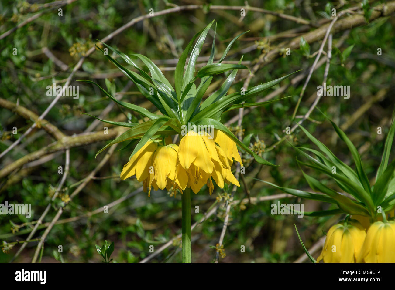 Yellow Crown Imperial Lily flower, (Fritillaria Imperialis Lutea Stock ...