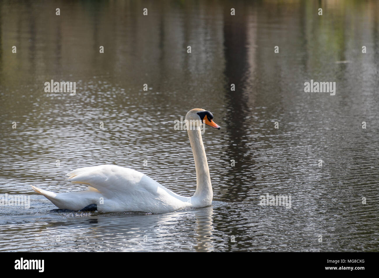 Single swan swimming on a lake Stock Photo - Alamy