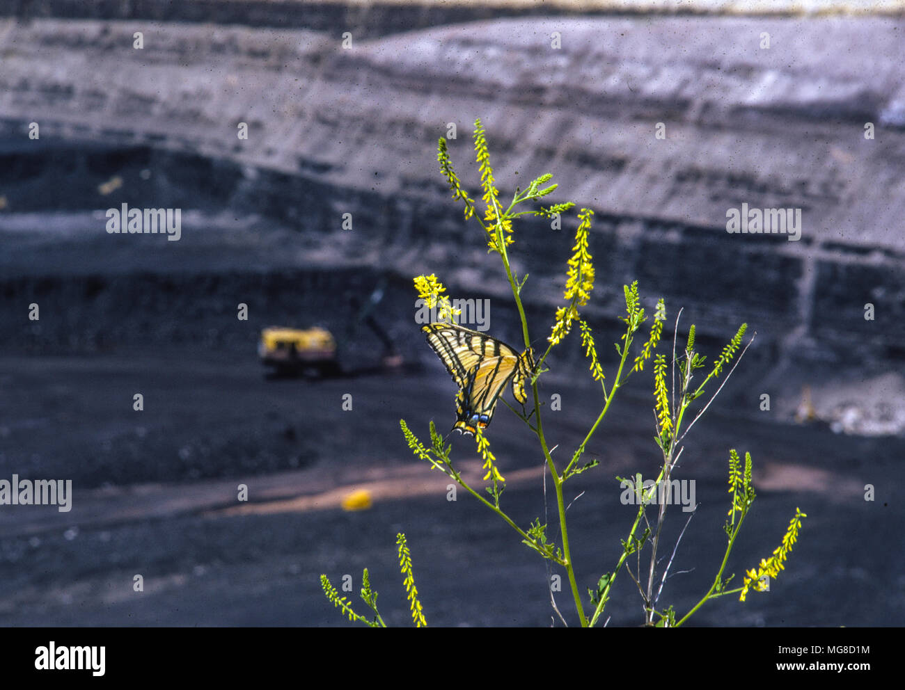 A butterfly hangs onto a flower at the edge of a massive open pit coal ...