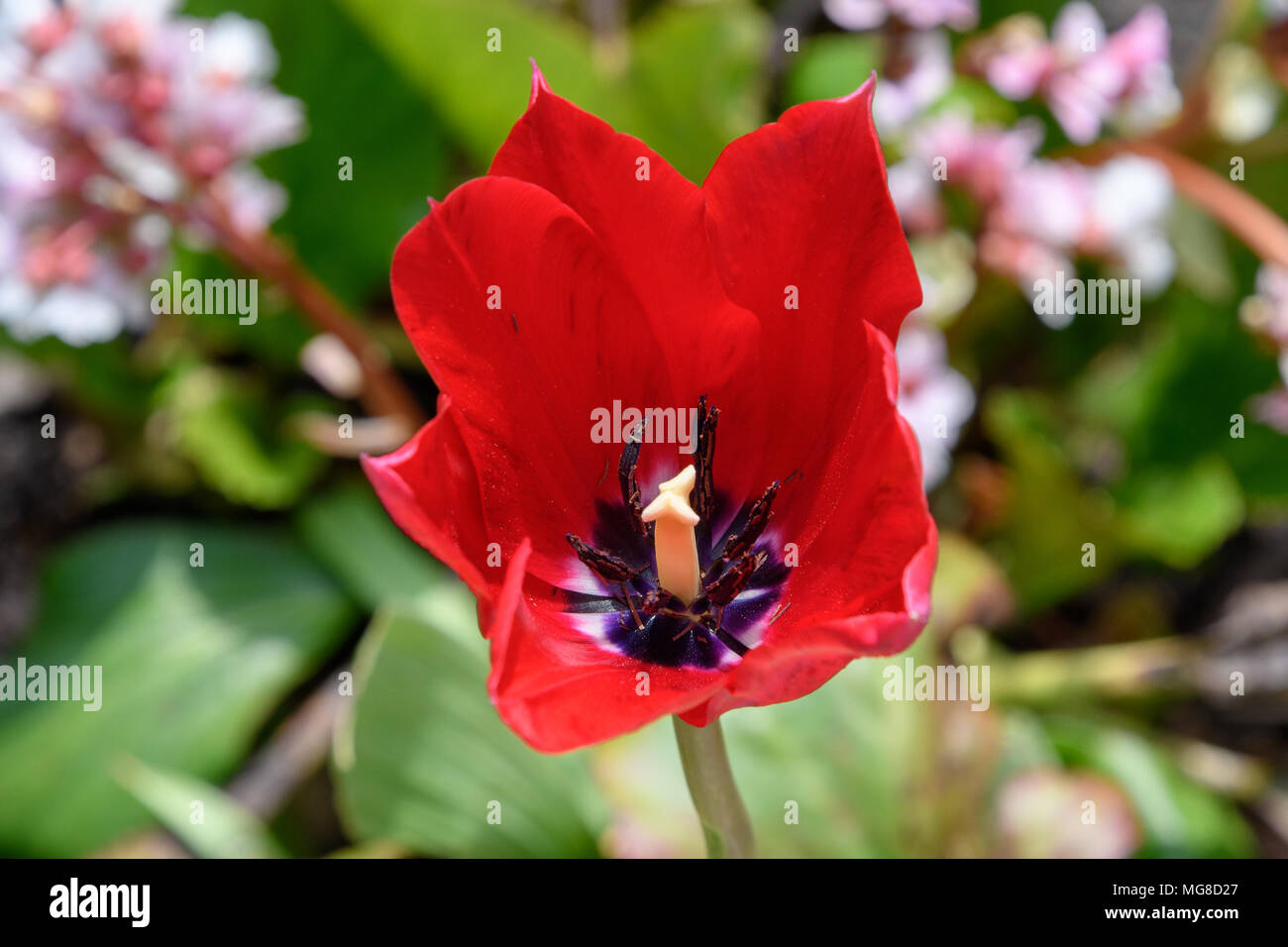 Red colour tulip flower bloom Stock Photo - Alamy