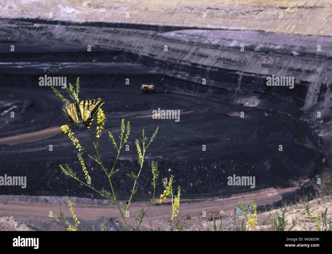 Butterfly mine hi-res stock photography and images - Alamy