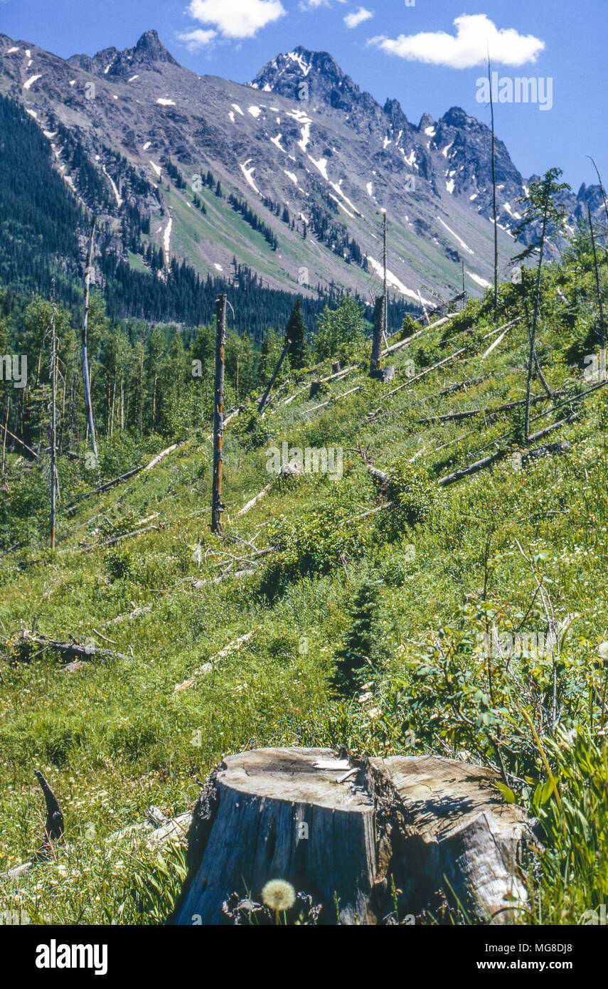 Clear cut logging hi-res stock photography and images - Alamy