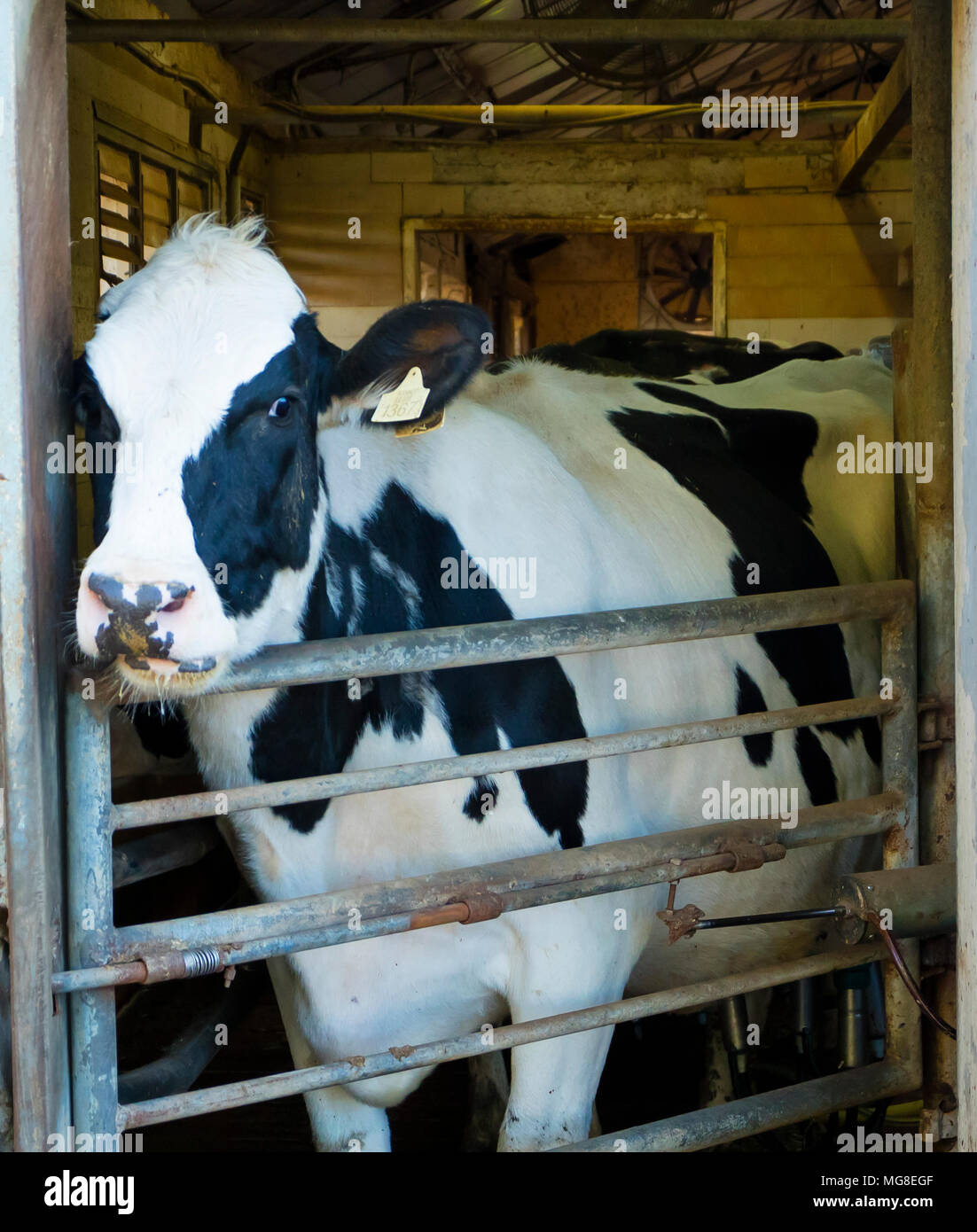 A frontal view of a single cow standing in a cowshed Stock Photo - Alamy