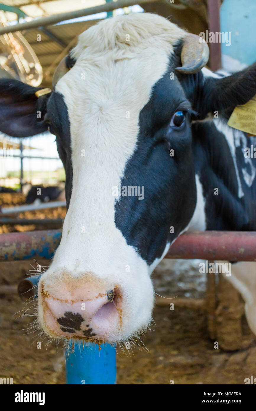 A close up photograph of a cow, looking out of a cowshed Stock Photo ...