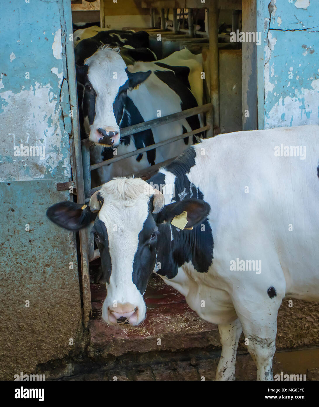 Two Holstein cows at an old cowshed in Israel Stock Photo - Alamy