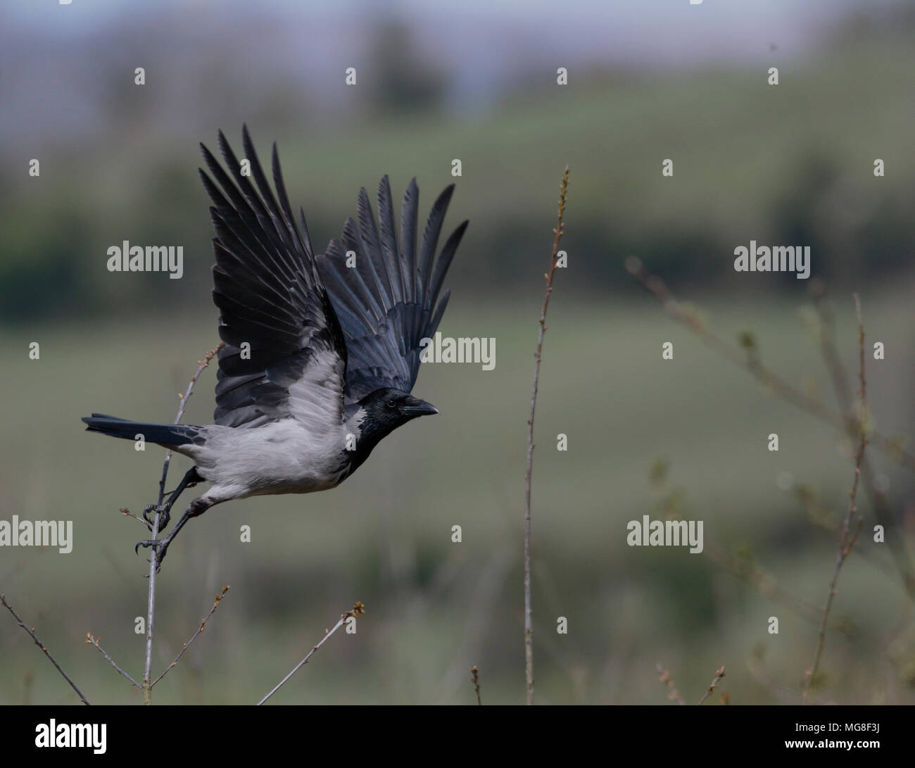 Greycrow hi-res stock photography and images - Alamy