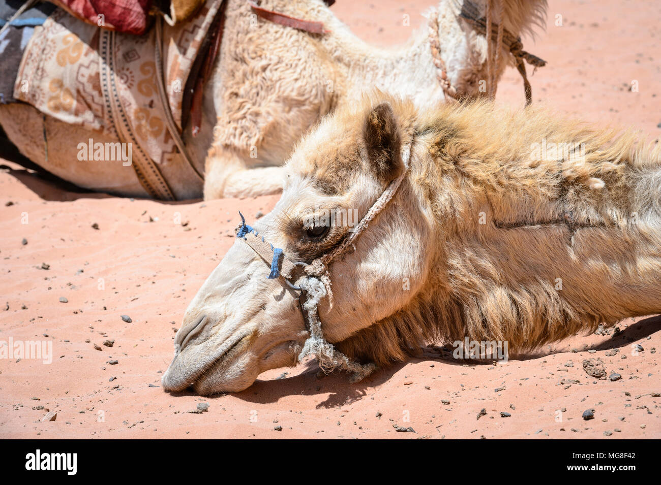 Camel eats from the sand Stock Photo - Alamy