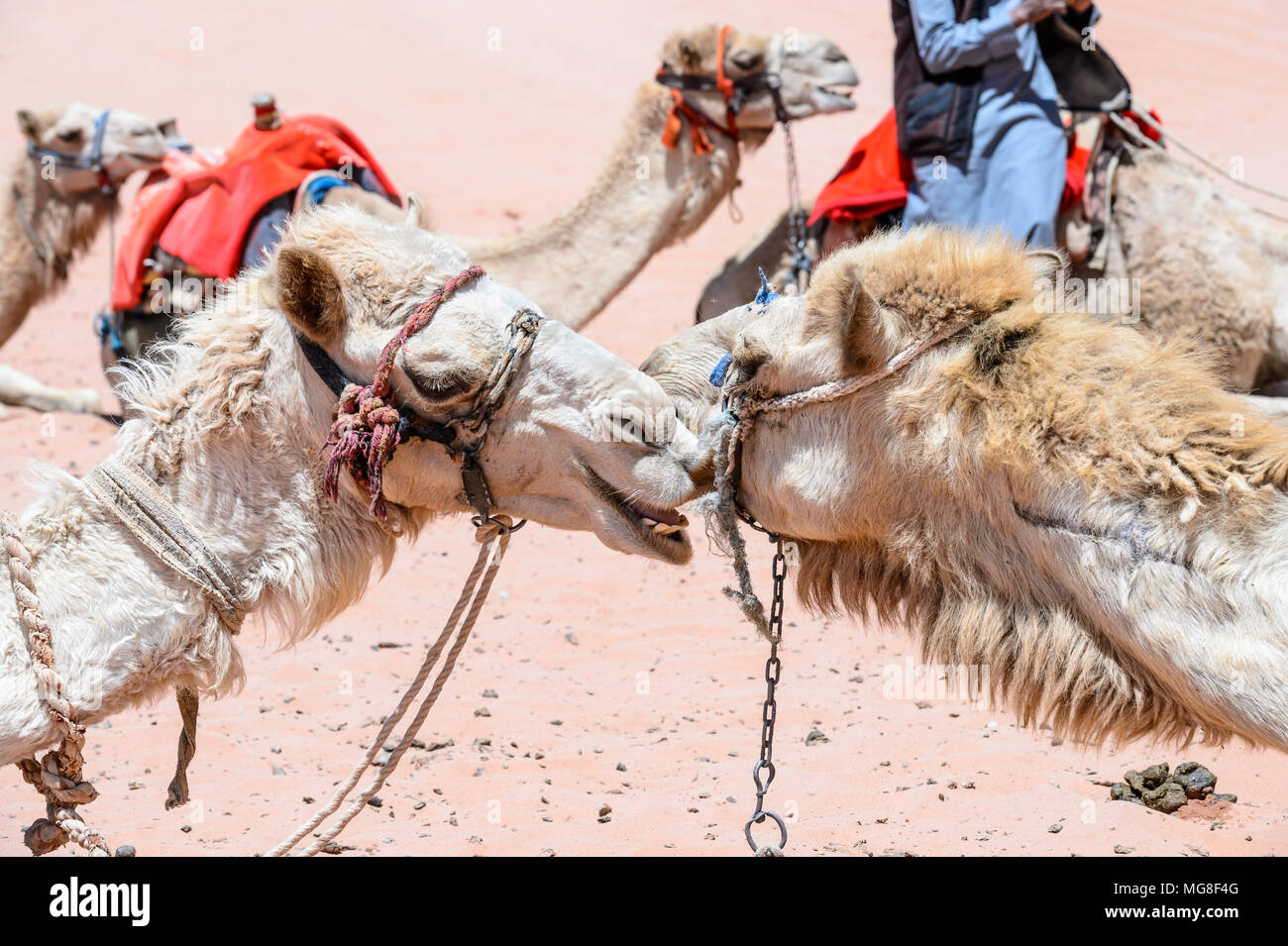 Two camels kiss each other Stock Photo - Alamy